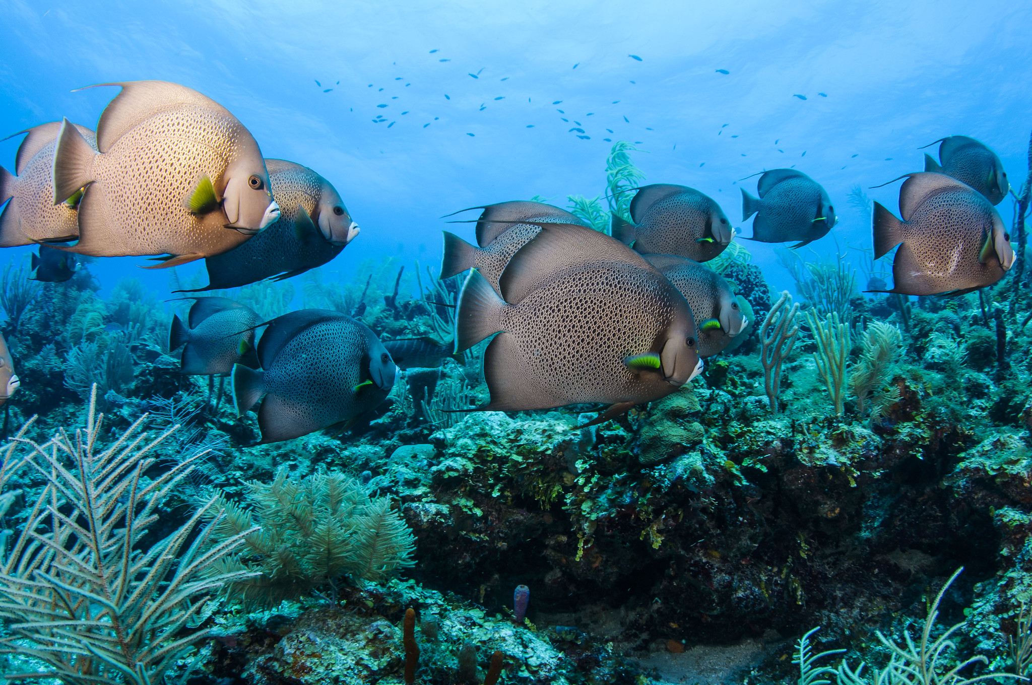 Marine Life in Belize - Belize Dive Haven Resort