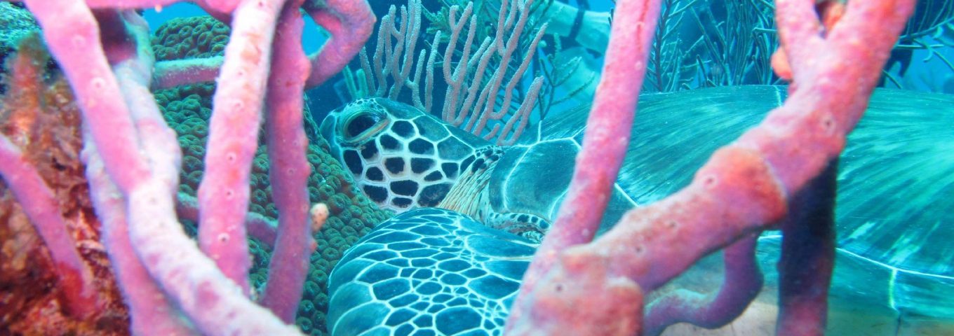 Coral Reef Scuba Diving - Belize Dive Haven Resort
