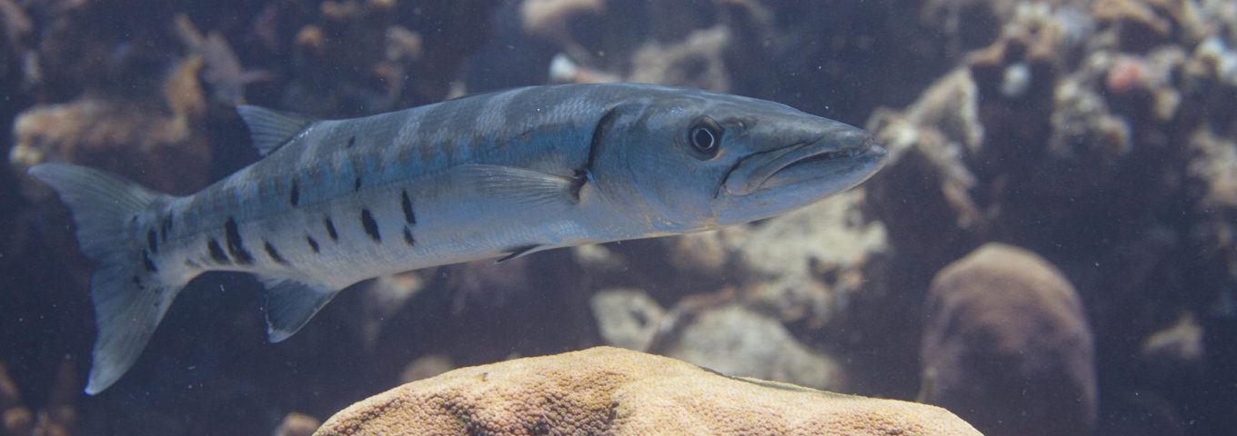 Your Guide to Barracudas in Belize - Belize Dive Haven Resort