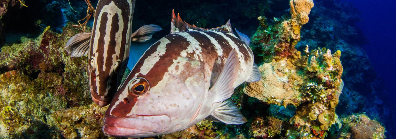 Your Guide to Groupers in Belize - Belize Dive Haven Resort