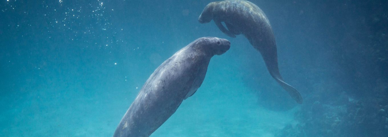 Your Guide to Manatees in Belize - Belize Dive Haven Resort