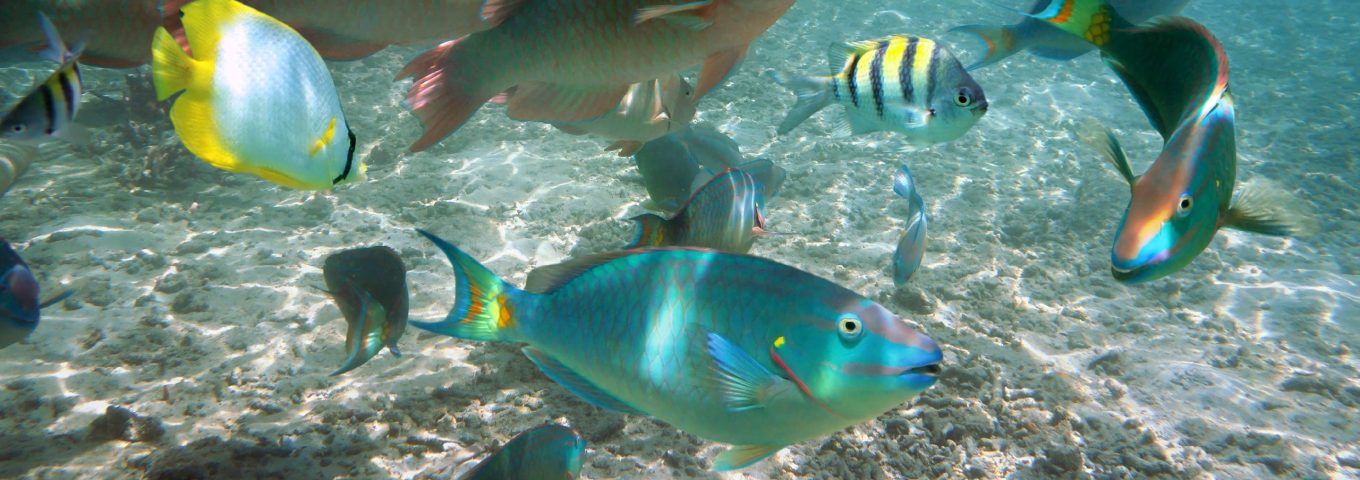Your Guide to Parrotfish in Belize - Belize Dive Haven Resort