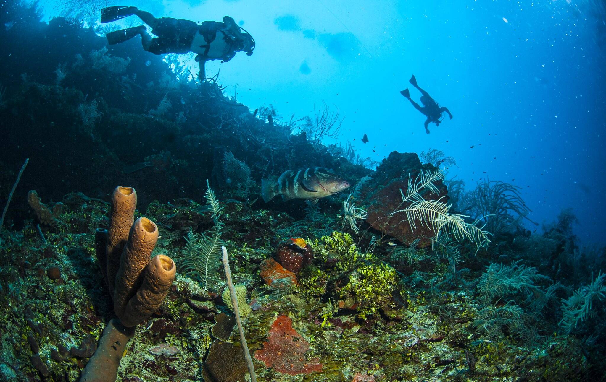 Popular Belize Dive Destination: The Elbow - Belize Dive Haven Resort