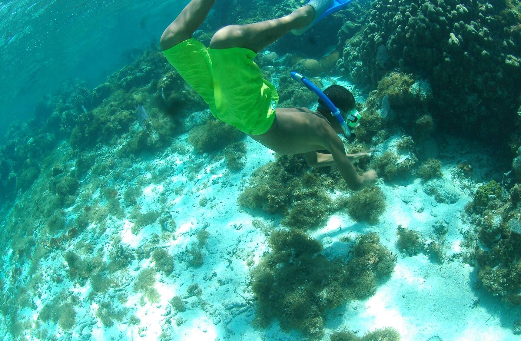 Best Reef Diving is Right Off the Beach at Belize Dive Haven Resort - Belize Dive Haven Resort