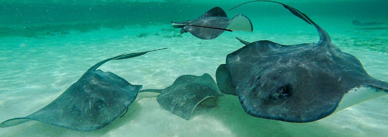 Guide To Rays In Belize - Belize Dive Haven Resort