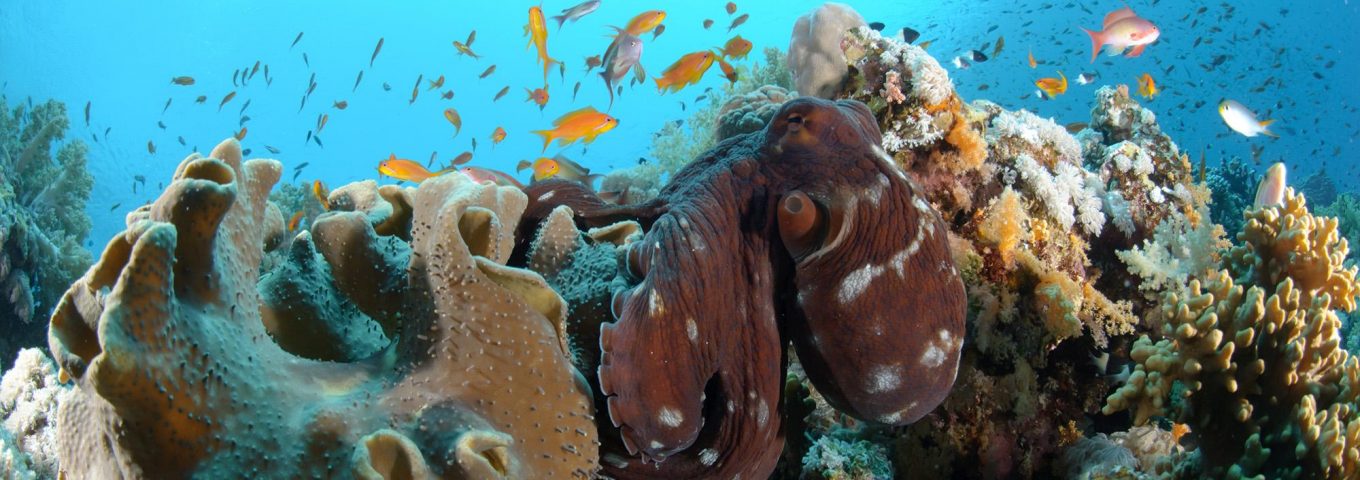 Your Guide To Octopuses In Belize - Belize Dive Haven Resort