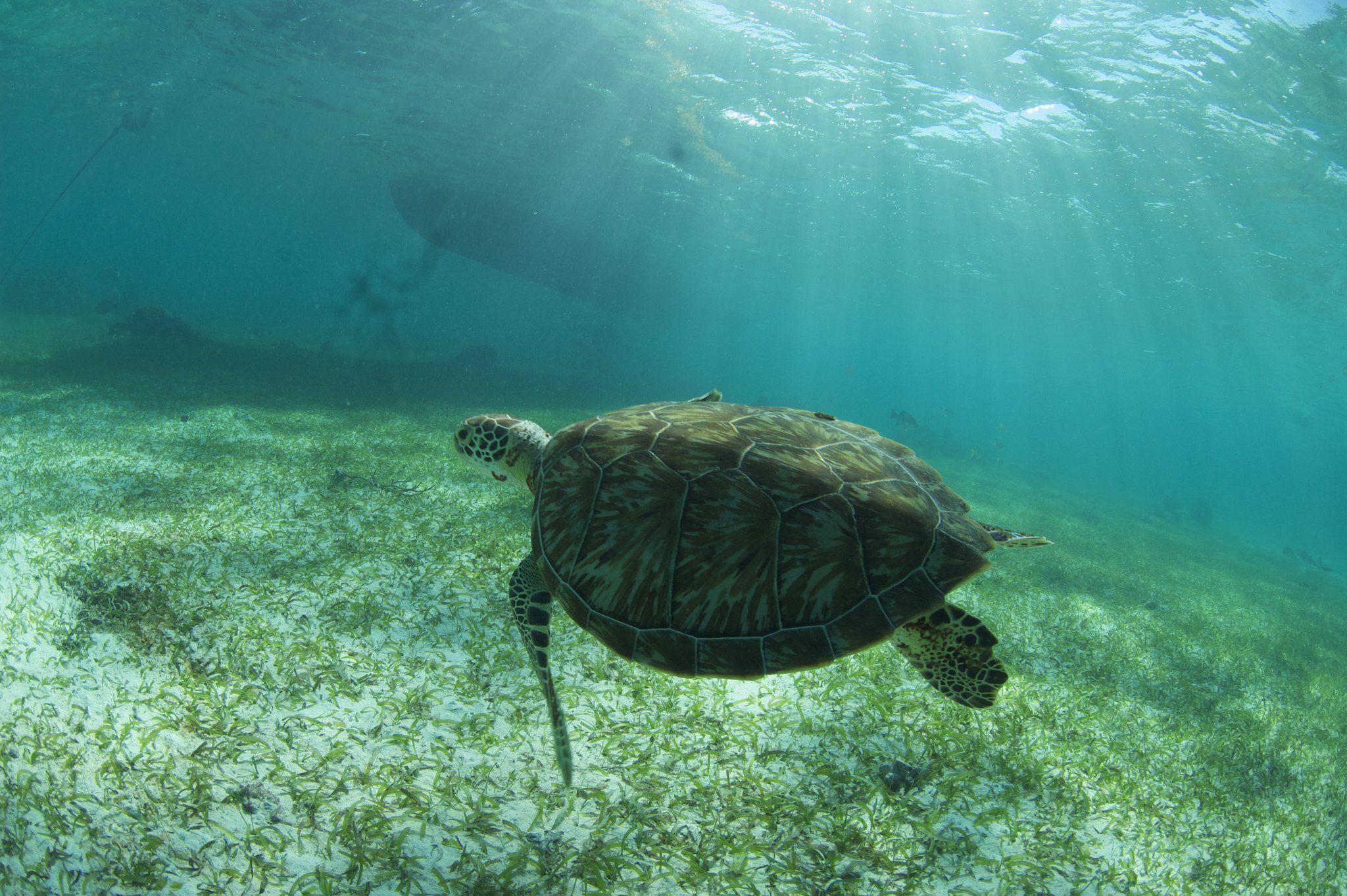 Your Guide To Turtles in Belize - Belize Dive Haven Resort